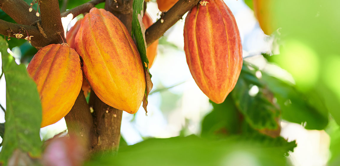 What's Hot: Supply shortages to fuel Cocoa’s sweet surge in 2024 GB ...