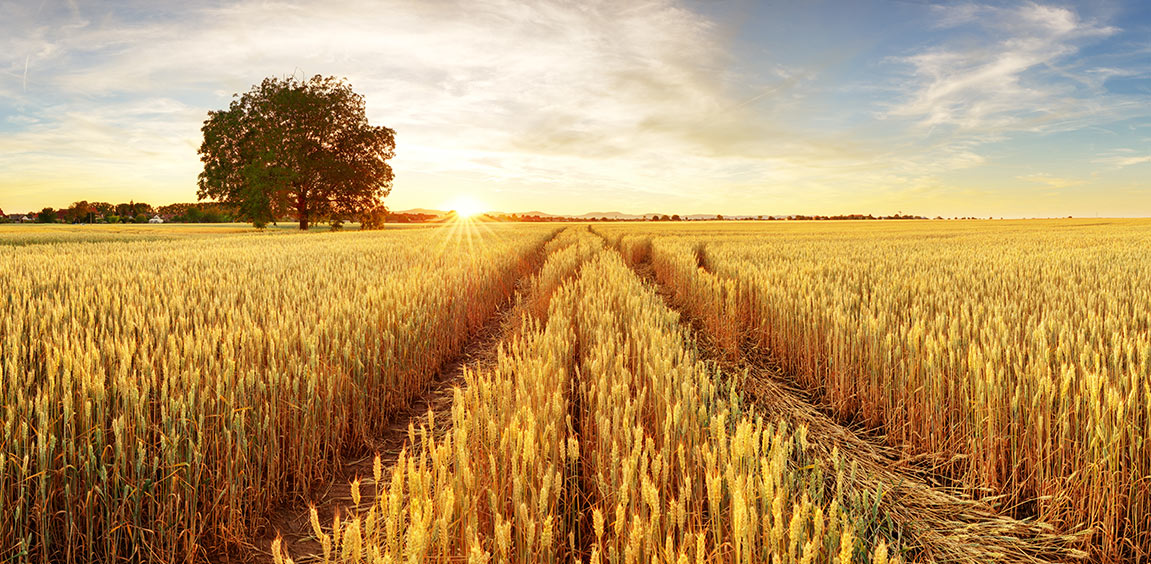 Can genetically modified crops help with yields, drought and inflation ...